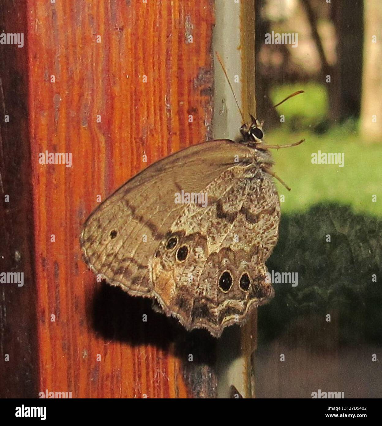 Paeon hi-res stock photography and images - Alamy