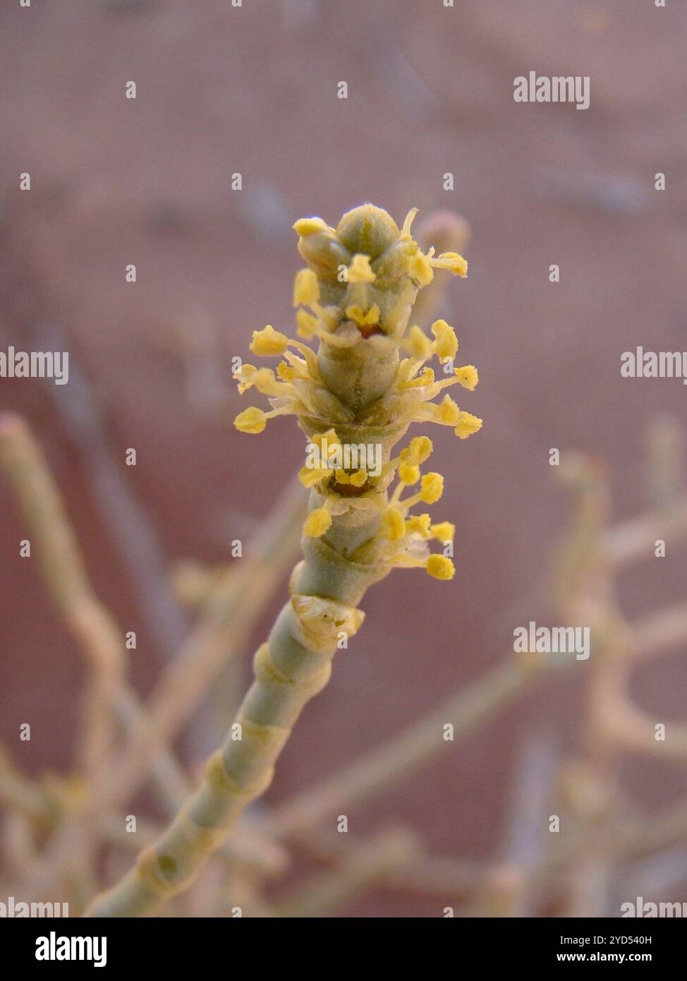 Anabasis articulata hi-res stock photography and images - Alamy