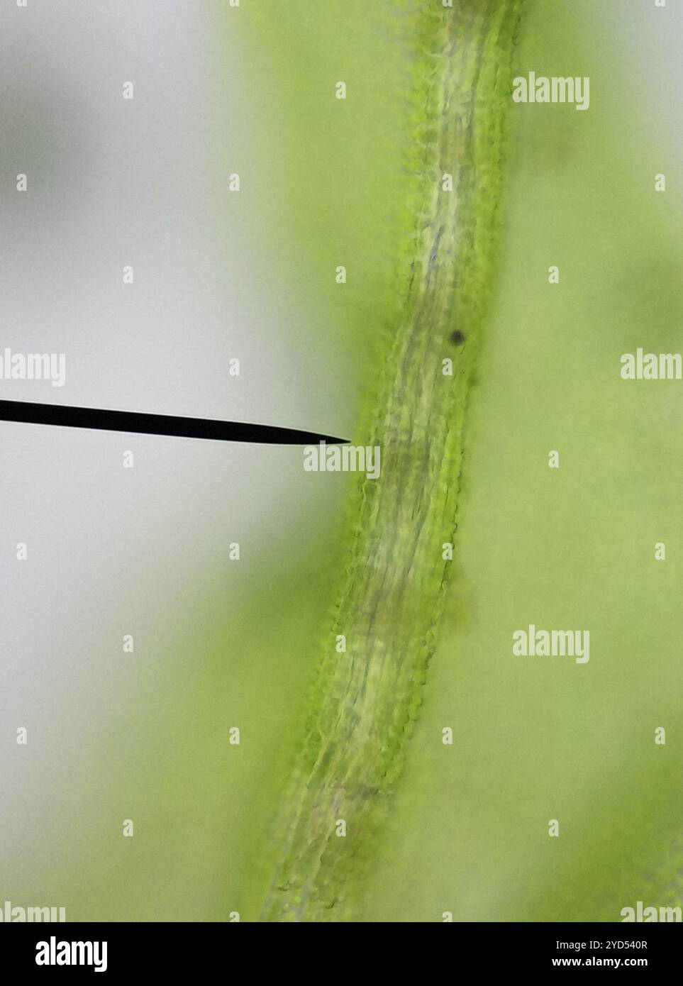 Bird's-Claw Beard-Moss (Barbula unguiculata Stock Photo - Alamy