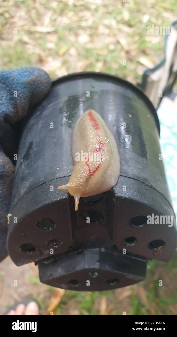 Red Triangle Slug (Triboniophorus graeffei Stock Photo - Alamy