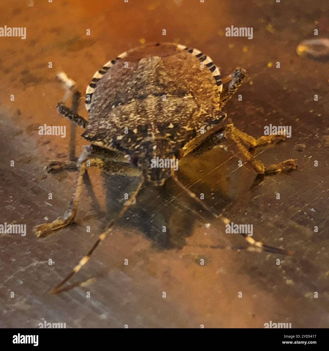 Brown Marmorated Stink Bug (Halyomorpha halys Stock Photo - Alamy