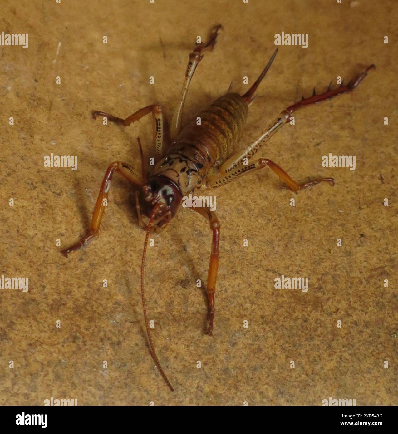Auckland Tree Weta (Hemideina thoracica Stock Photo - Alamy