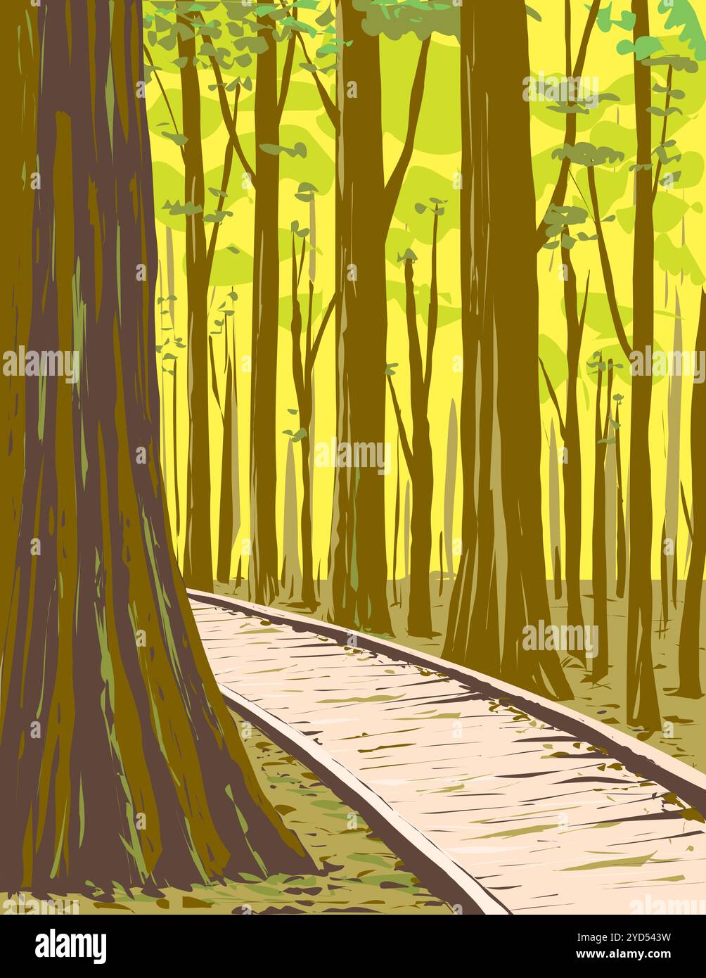 Bottomland Hardwood Forest in Congaree National Park South Carolina WPA ...