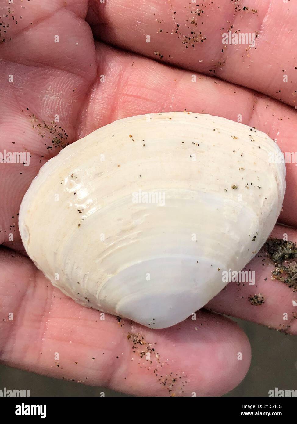 Bent-nosed Clam (Macoma nasuta Stock Photo - Alamy