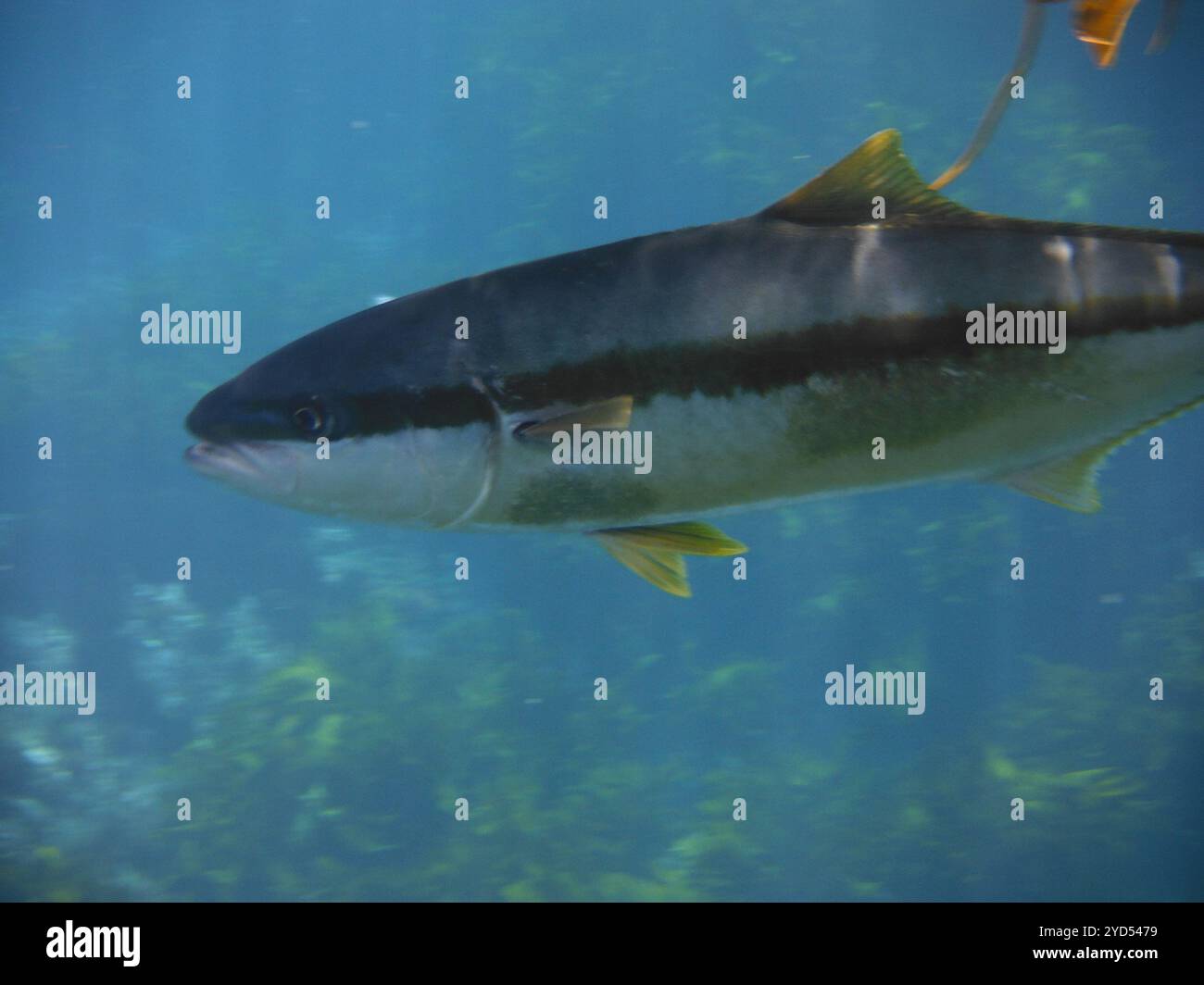 Yellowtail Kingfish (Seriola lalandi Stock Photo - Alamy