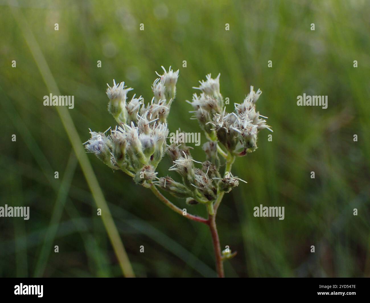 rough boneset (Eupatorium pilosum Stock Photo - Alamy
