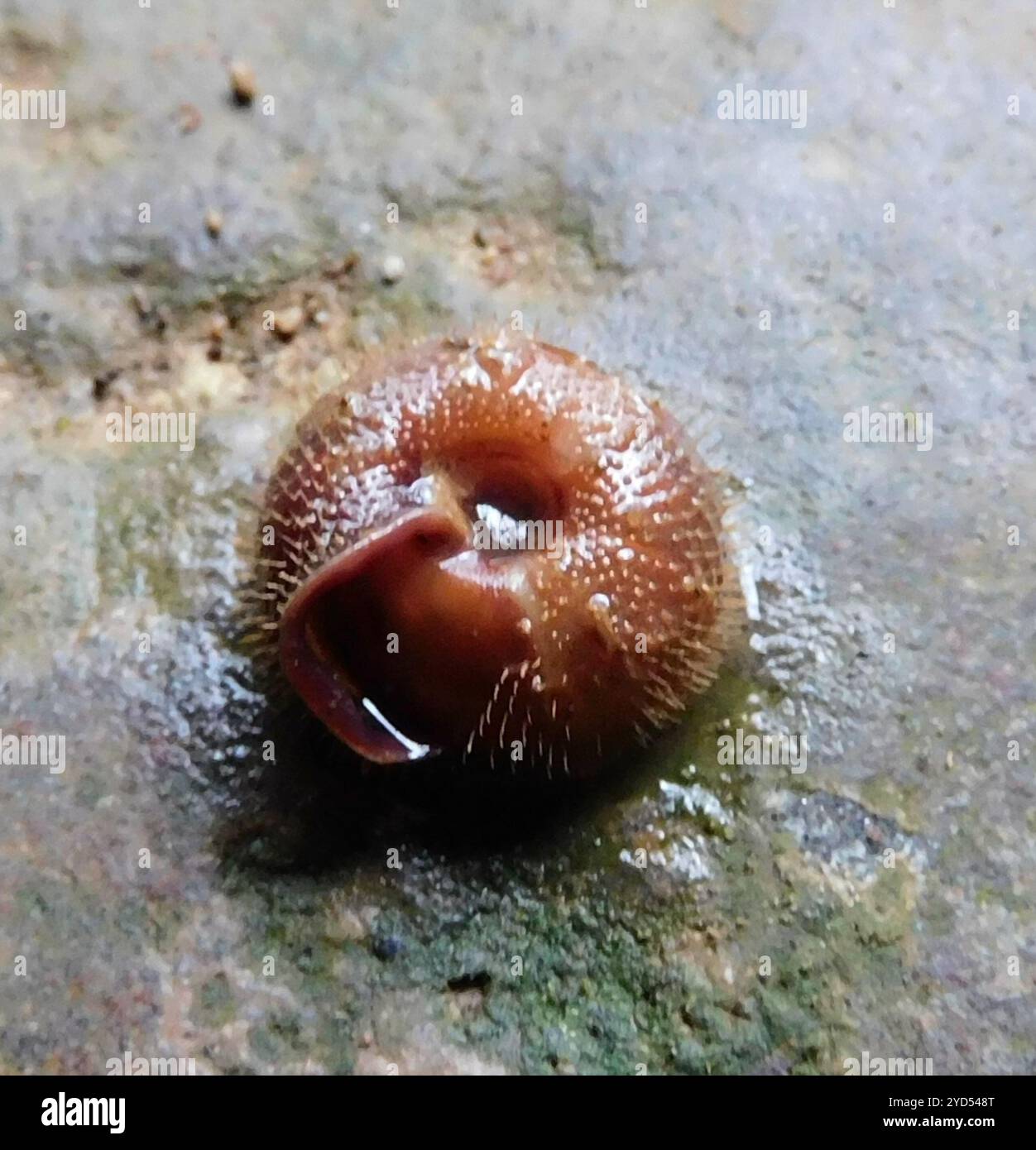 Cheese Snail (Helicodonta obvoluta Stock Photo - Alamy