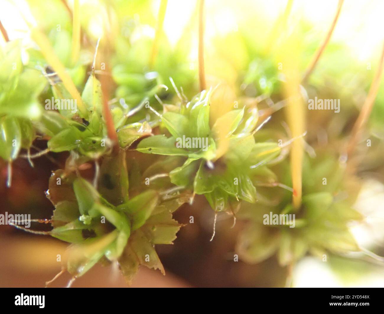 Brown Screw-moss (Syntrichia princeps Stock Photo - Alamy