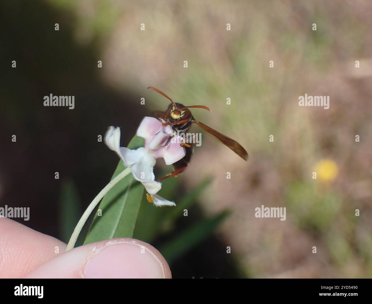 Australian Paper Wasp (Polistes humilis Stock Photo - Alamy