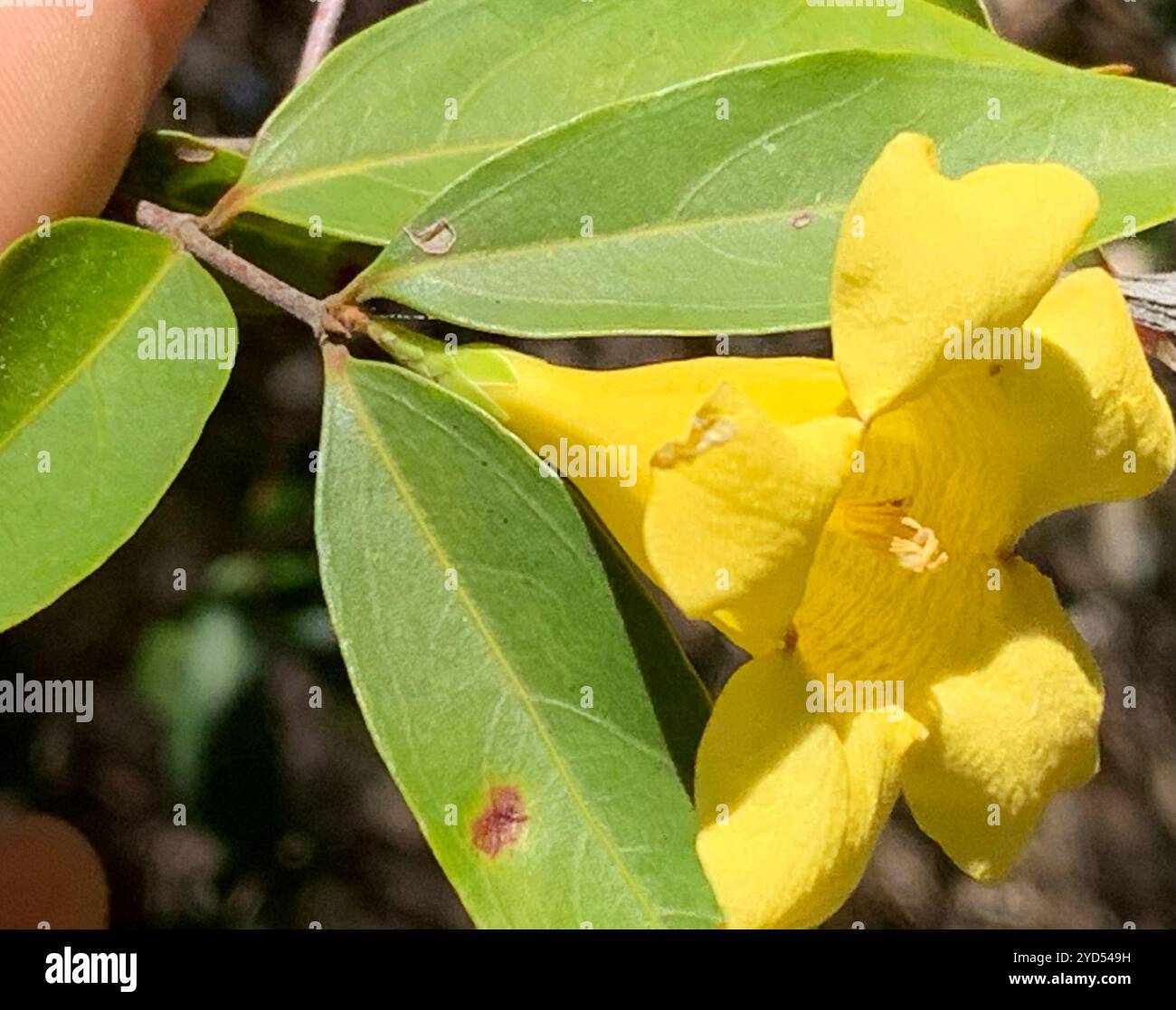 yellow jessamine (Gelsemium sempervirens Stock Photo - Alamy
