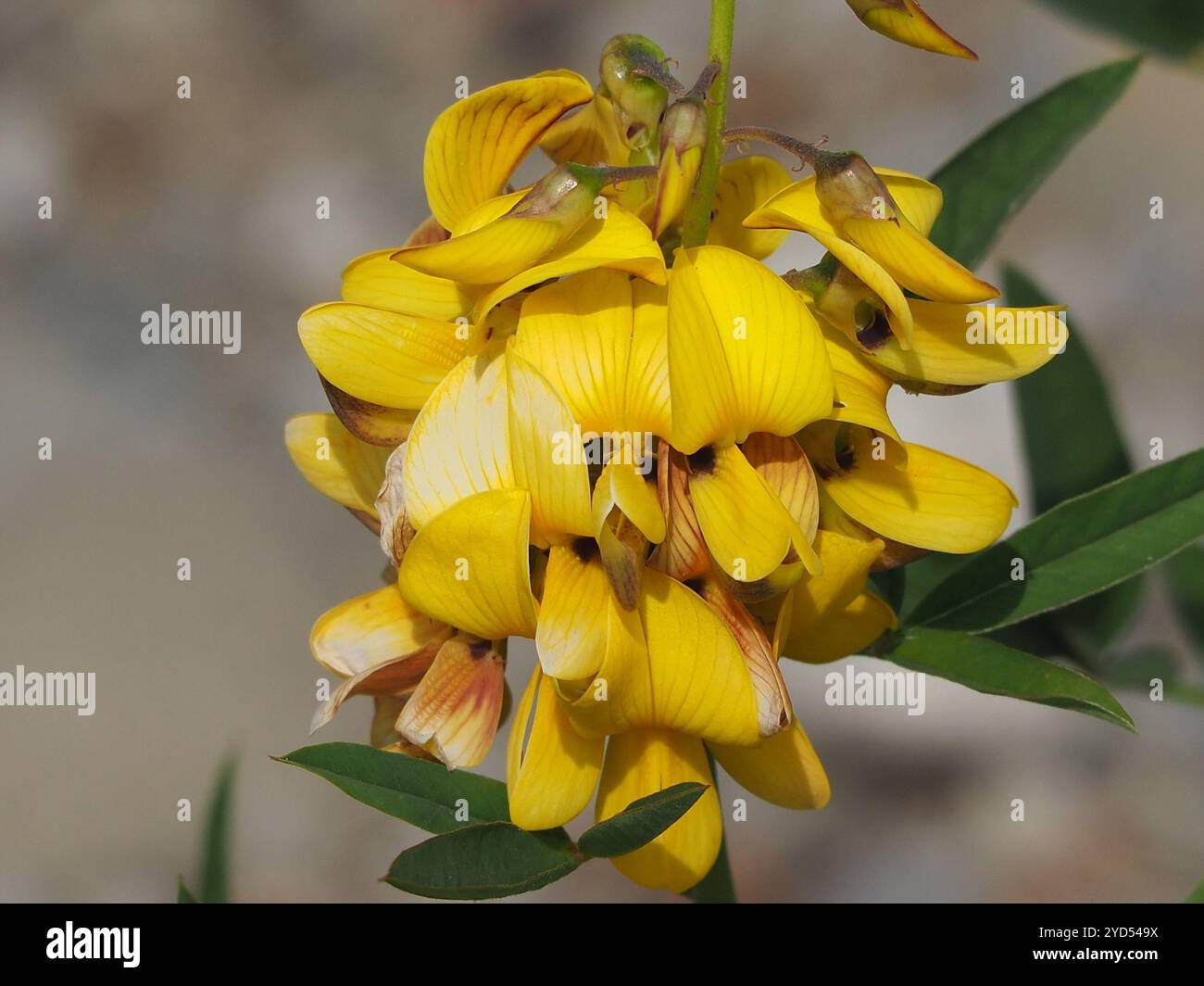 West Indian Rattlebox (Crotalaria trichotoma Stock Photo - Alamy
