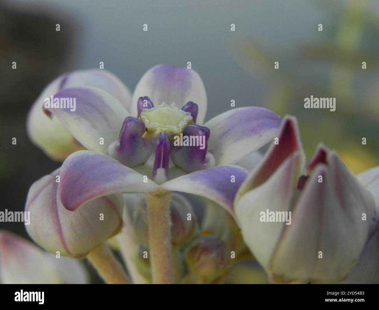 giant milkweed (Calotropis procera Stock Photo - Alamy