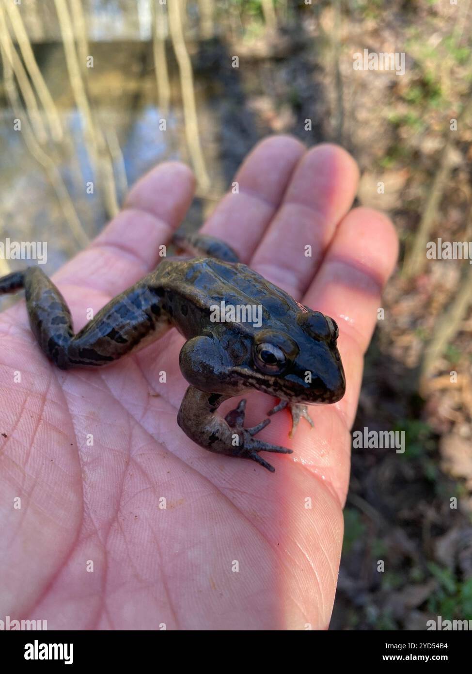 Southern Leopard Frog (Lithobates sphenocephalus Stock Photo - Alamy