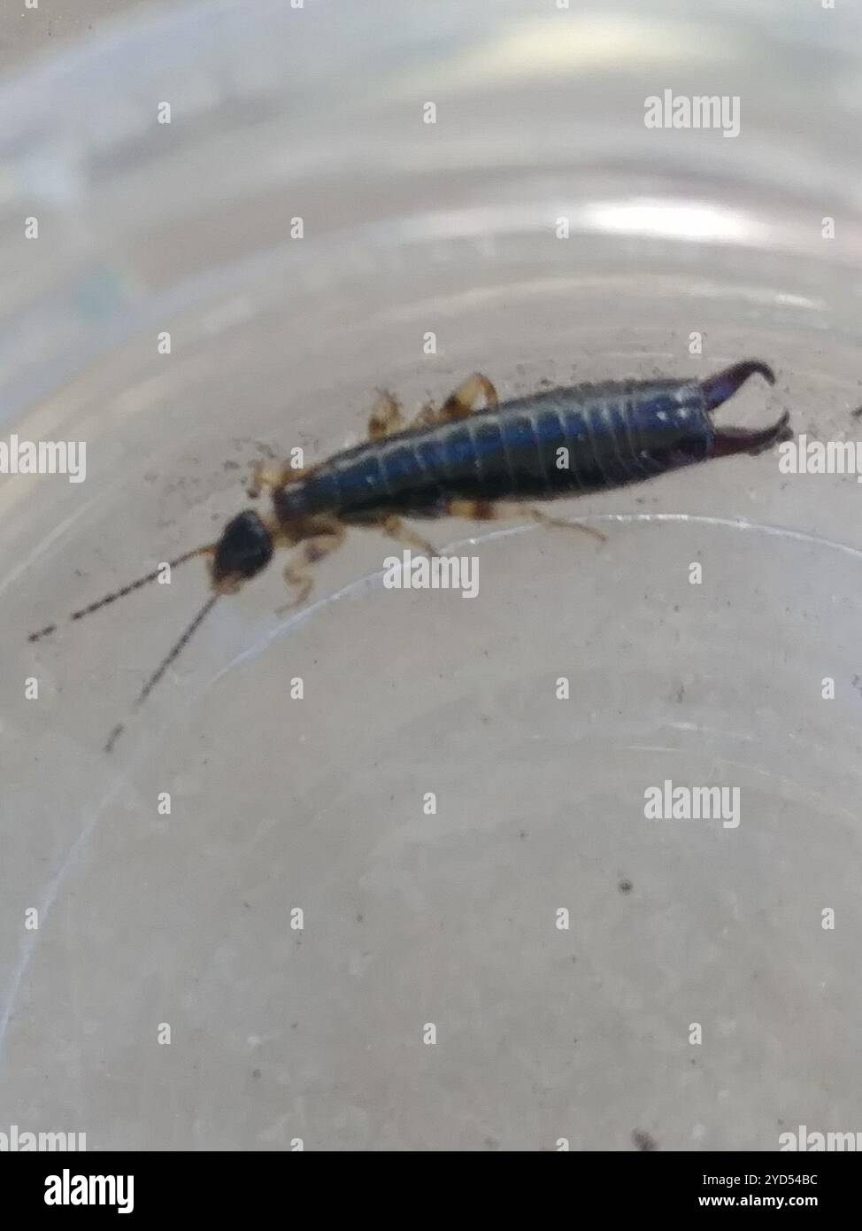 Ring-legged Earwig (Euborellia annulipes Stock Photo - Alamy