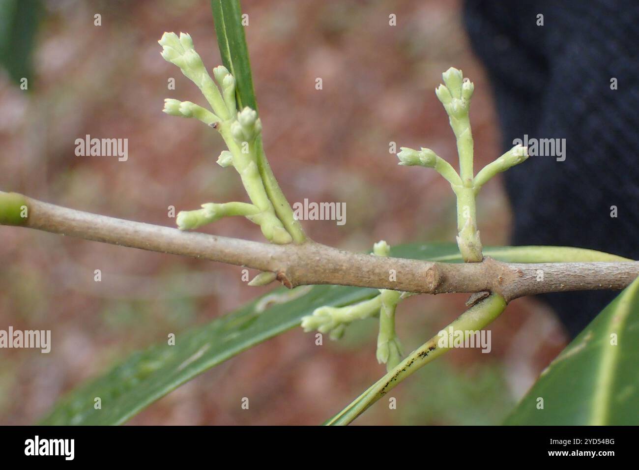 Cartrema hi-res stock photography and images - Alamy