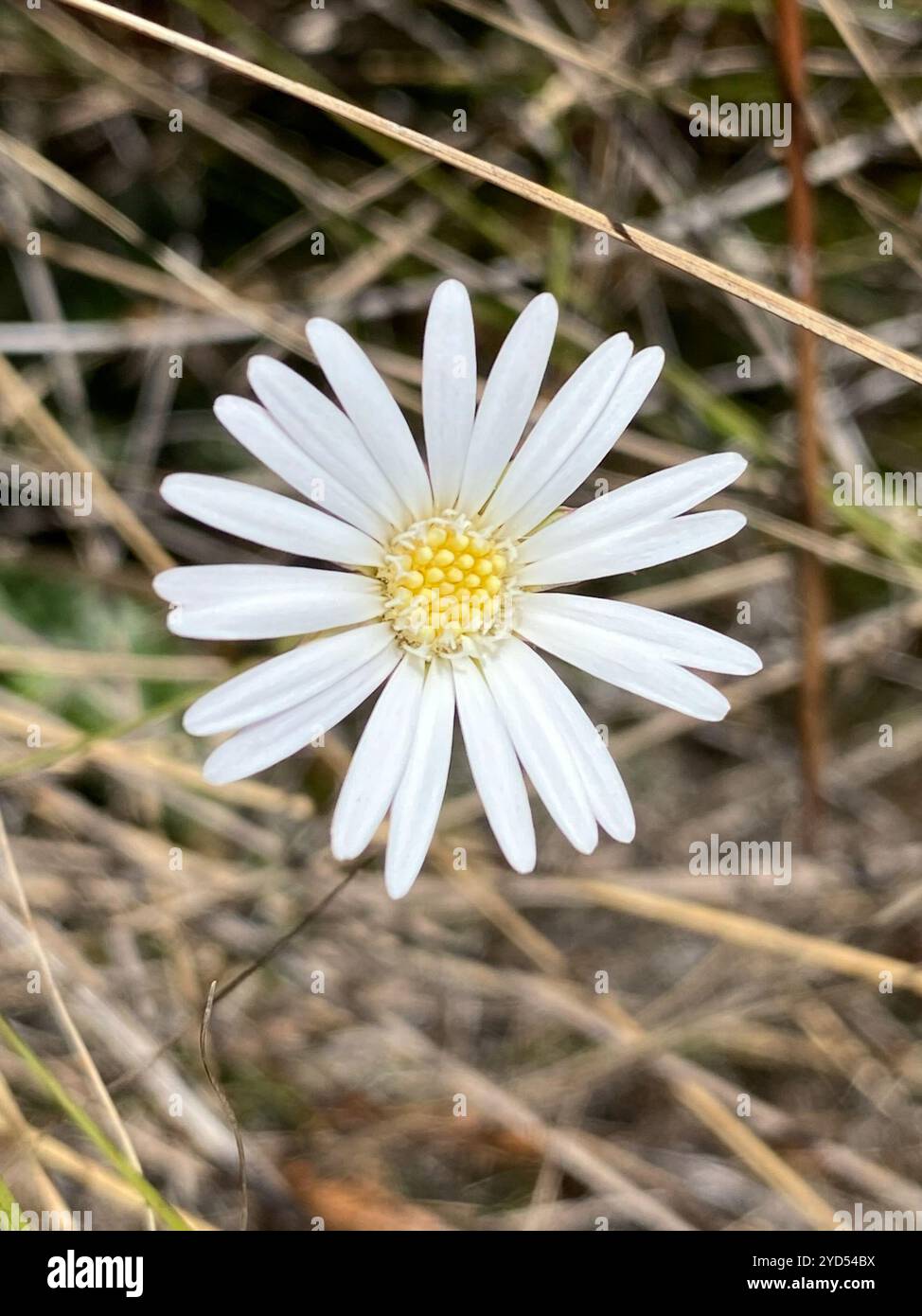 Pineland Daisy (Chaptalia tomentosa Stock Photo - Alamy