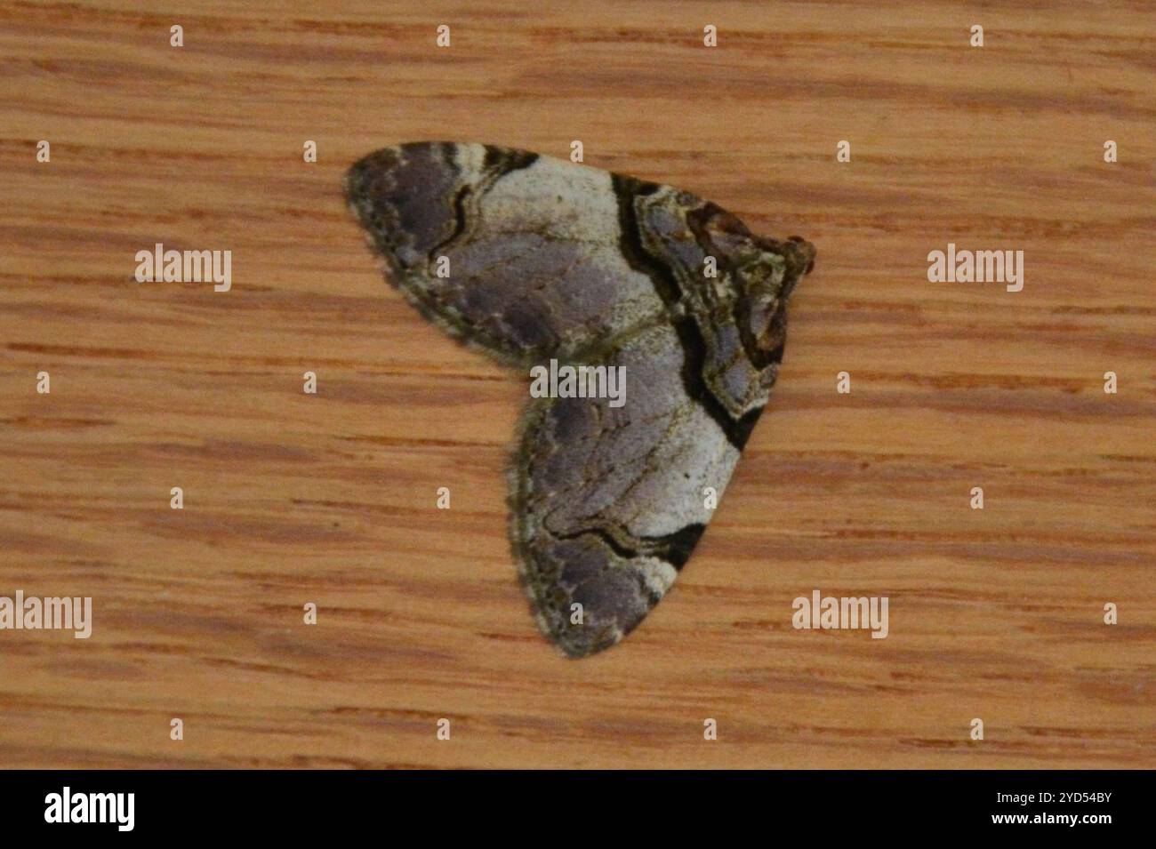 The Streamer (Anticlea derivata Stock Photo - Alamy