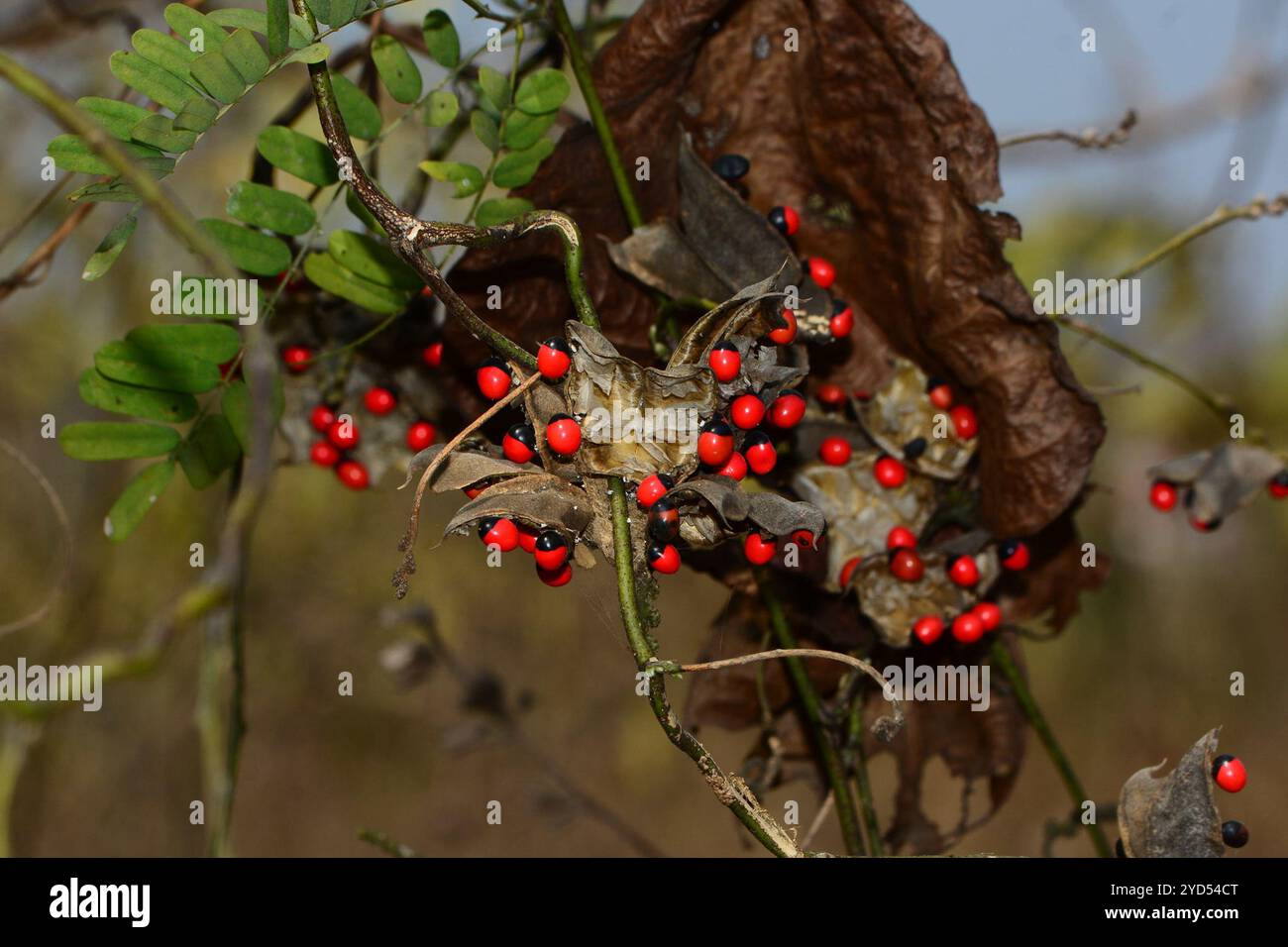 rosary pea (Abrus precatorius Stock Photo - Alamy