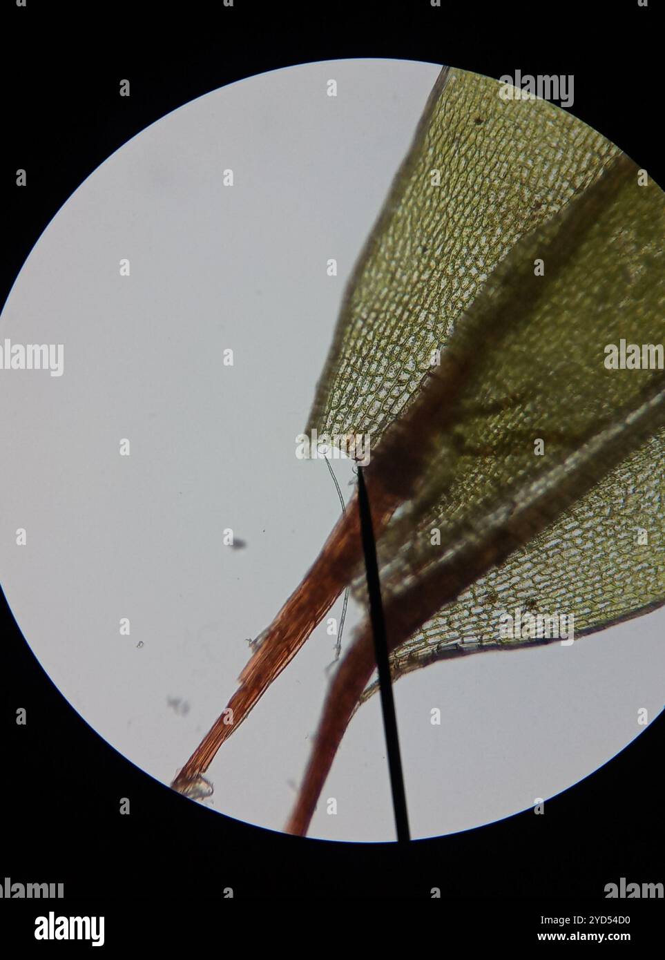 Long-leaved Thread Moss (Ptychostomum pseudotriquetrum Stock Photo - Alamy