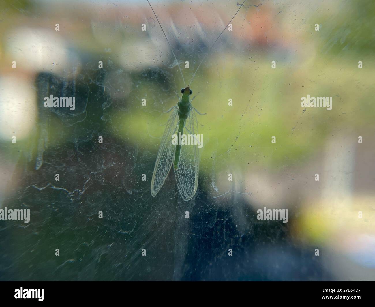 common green lacewings (Chrysoperla Stock Photo - Alamy