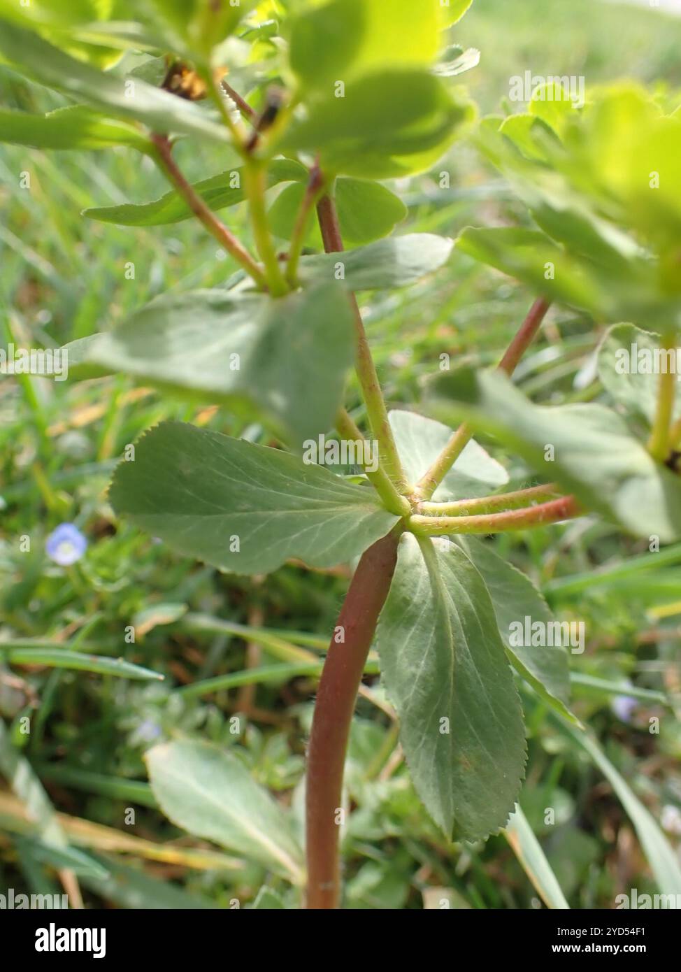 Sun spurge (Euphorbia helioscopia Stock Photo - Alamy