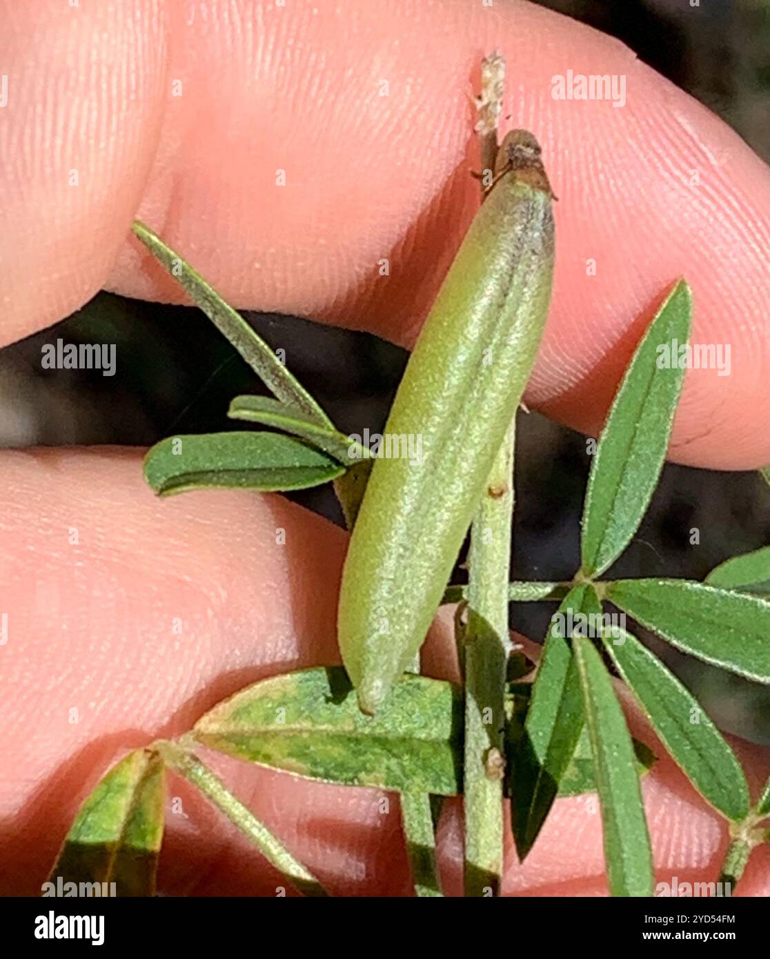 lanceleaf rattlebox (Crotalaria lanceolata Stock Photo - Alamy
