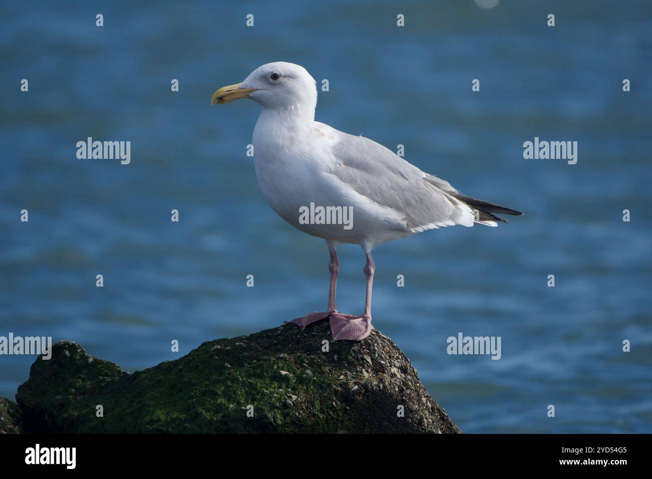 Olympic Gull (Larus glaucescens × occidentalis Stock Photo - Alamy