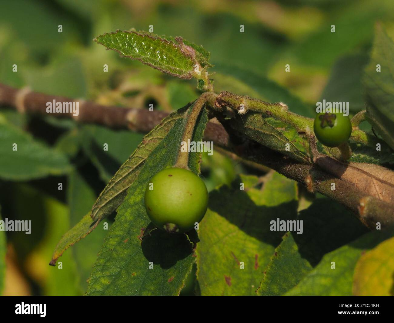 calabur tree (Muntingia calabura Stock Photo - Alamy