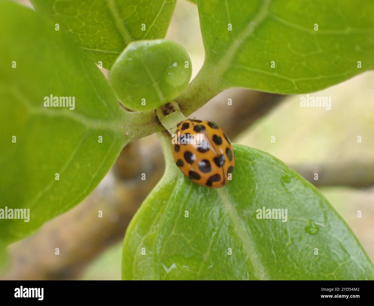 Large Spotted Ladybird (Harmonia conformis Stock Photo - Alamy