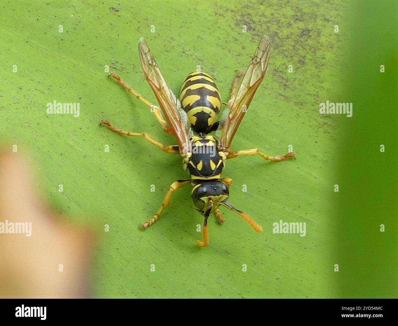 European Paper Wasp (Polistes dominula Stock Photo - Alamy