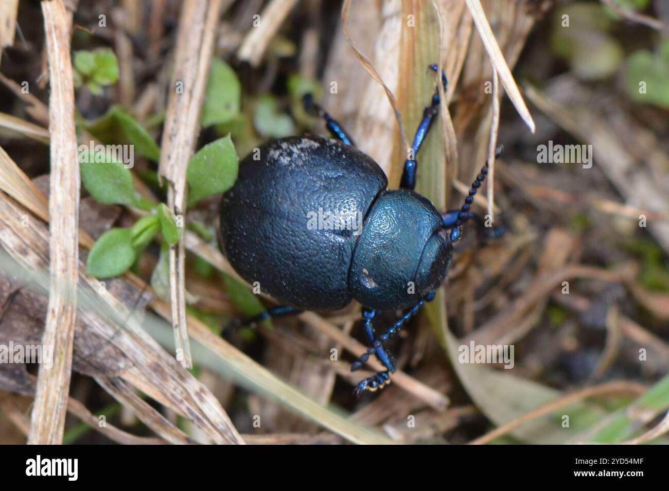 Lesser Bloody-nosed Beetle (Timarcha goettingensis Stock Photo - Alamy