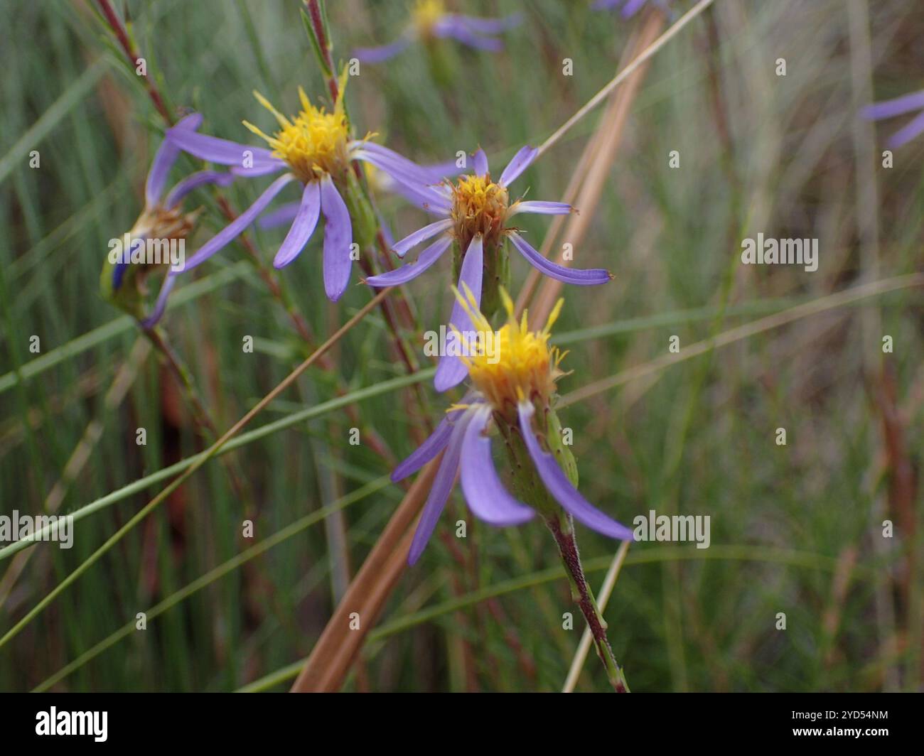 Flax-leaved Aster (Ionactis linariifolia Stock Photo - Alamy