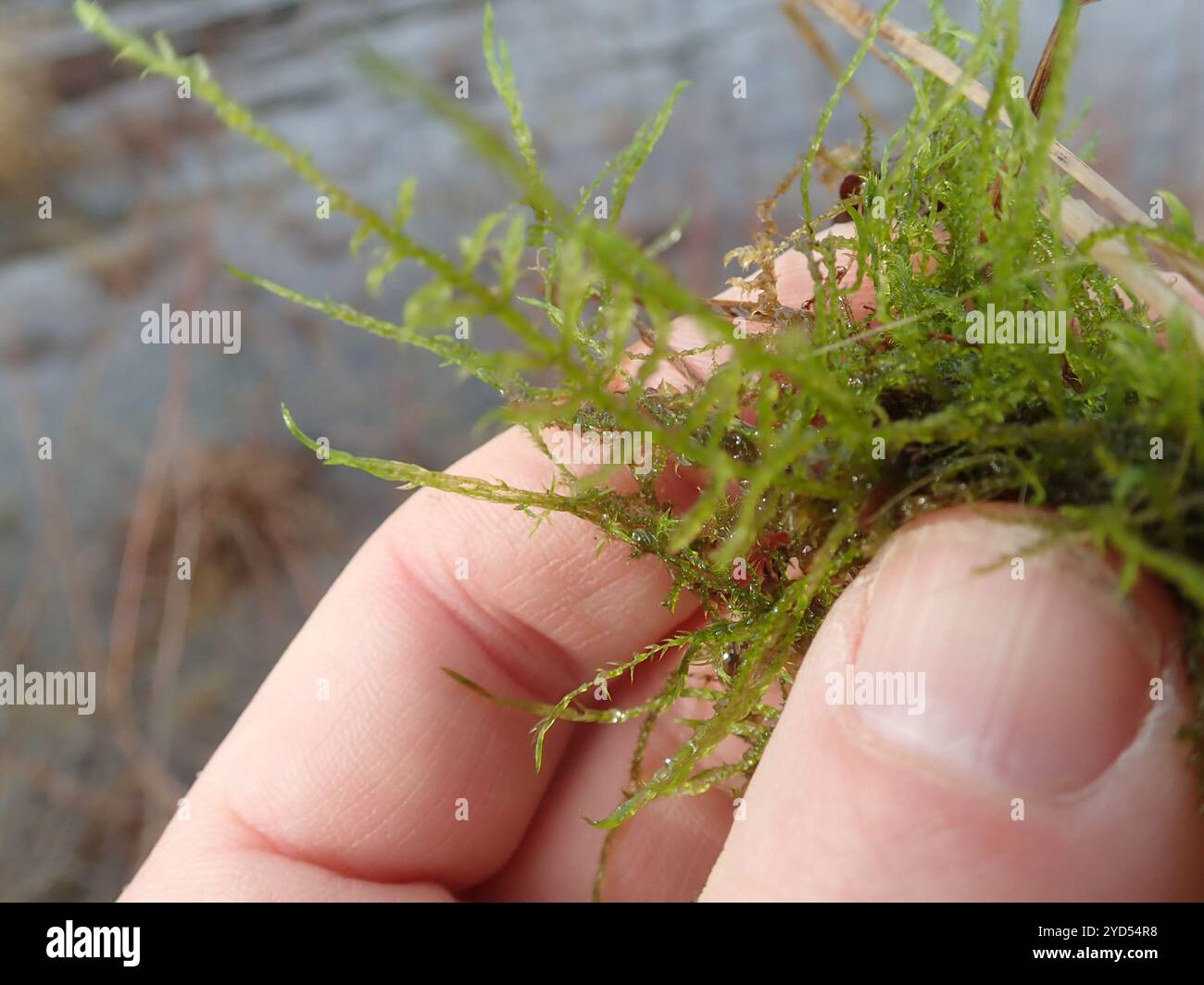 Kneiff's hook-moss (Drepanocladus aduncus Stock Photo - Alamy
