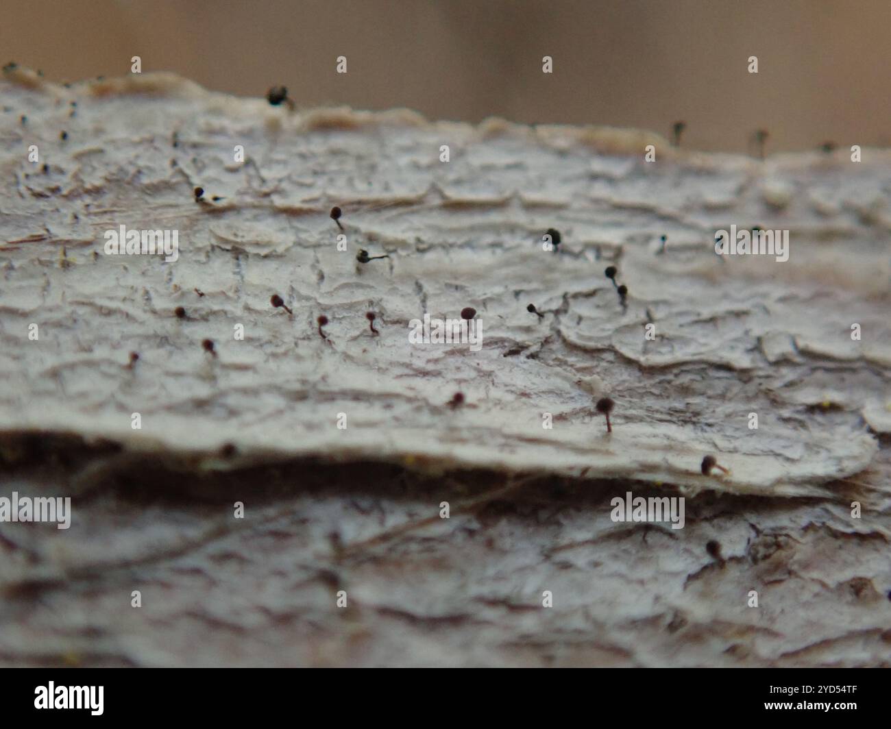 Mycocalicium hi-res stock photography and images - Alamy