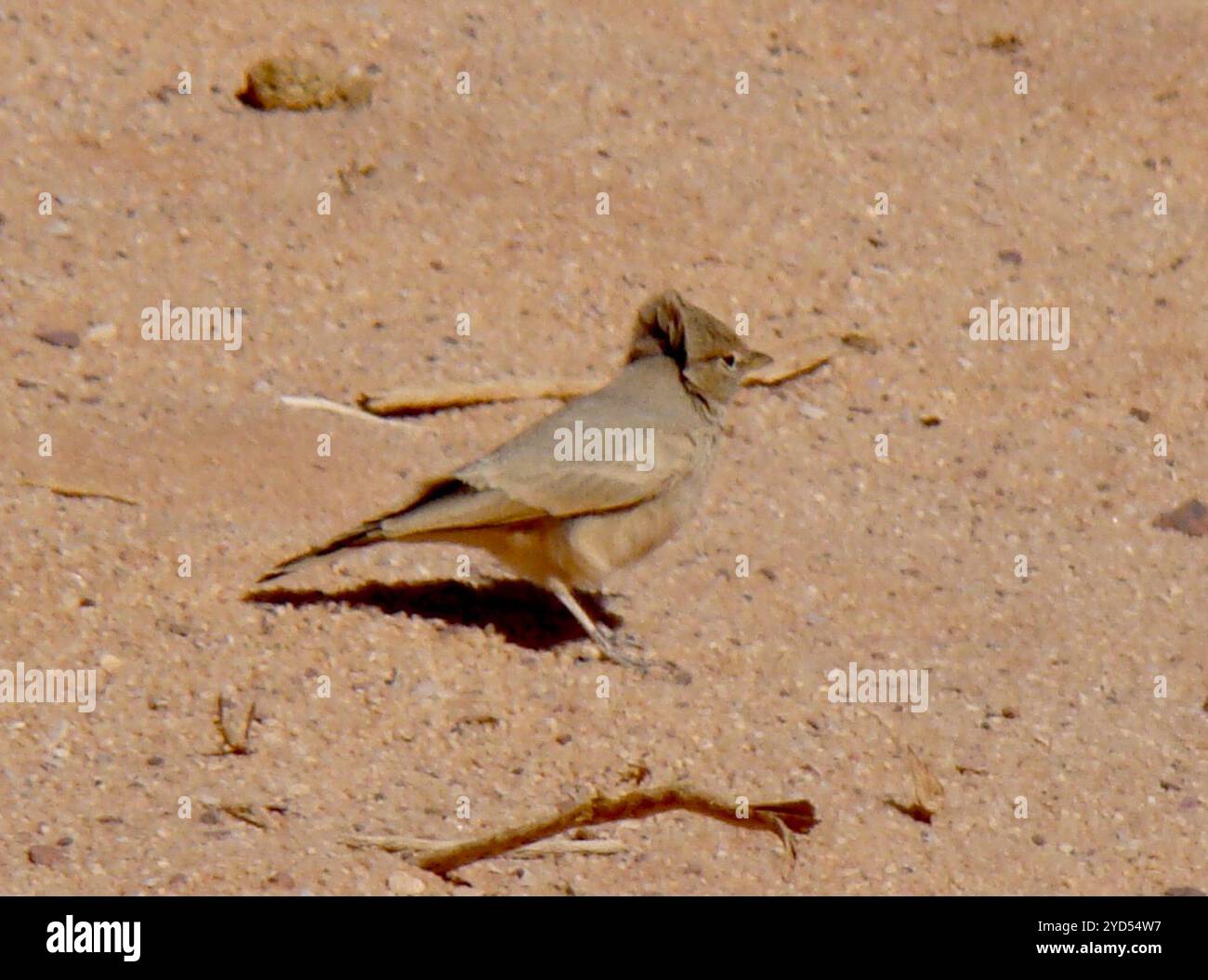 Desert Lark (Ammomanes deserti Stock Photo - Alamy