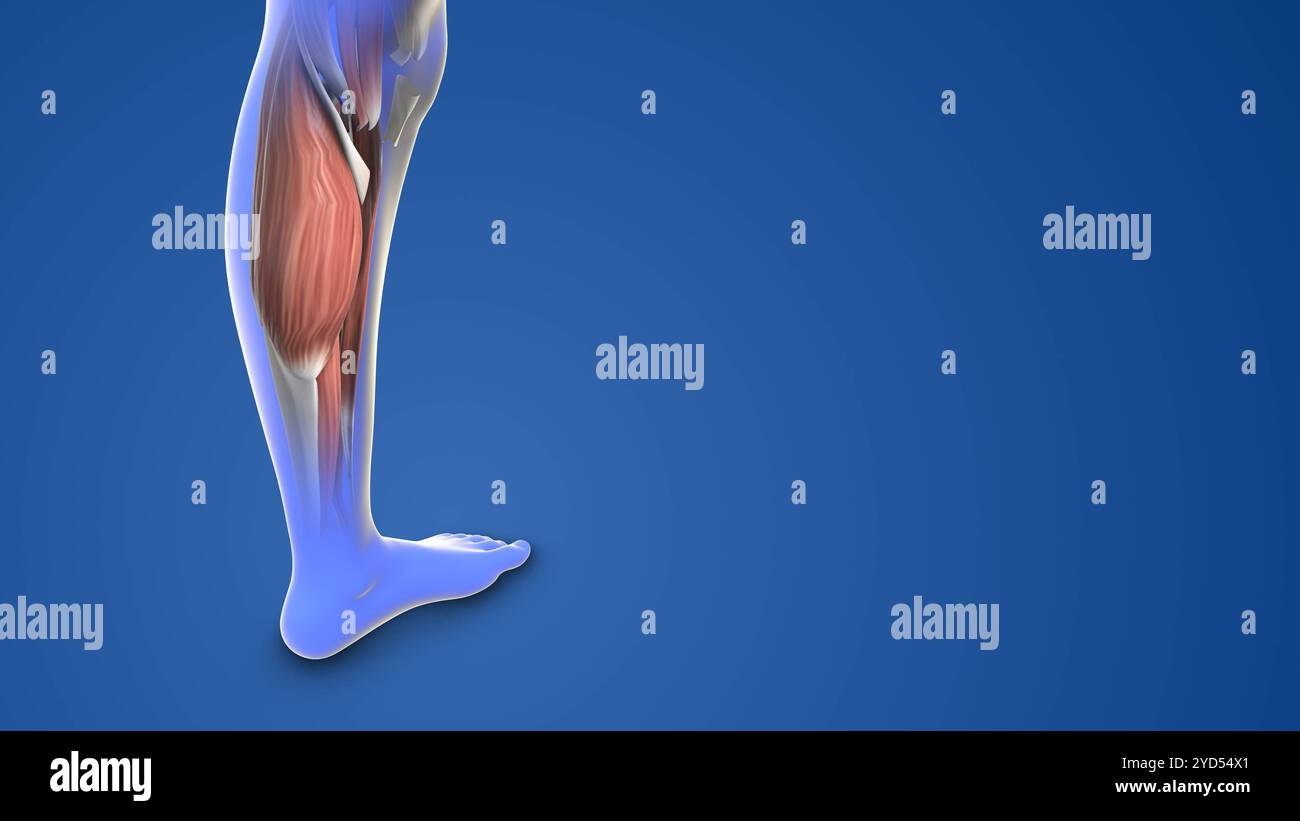 Human leg calf pain animation Stock Photo - Alamy