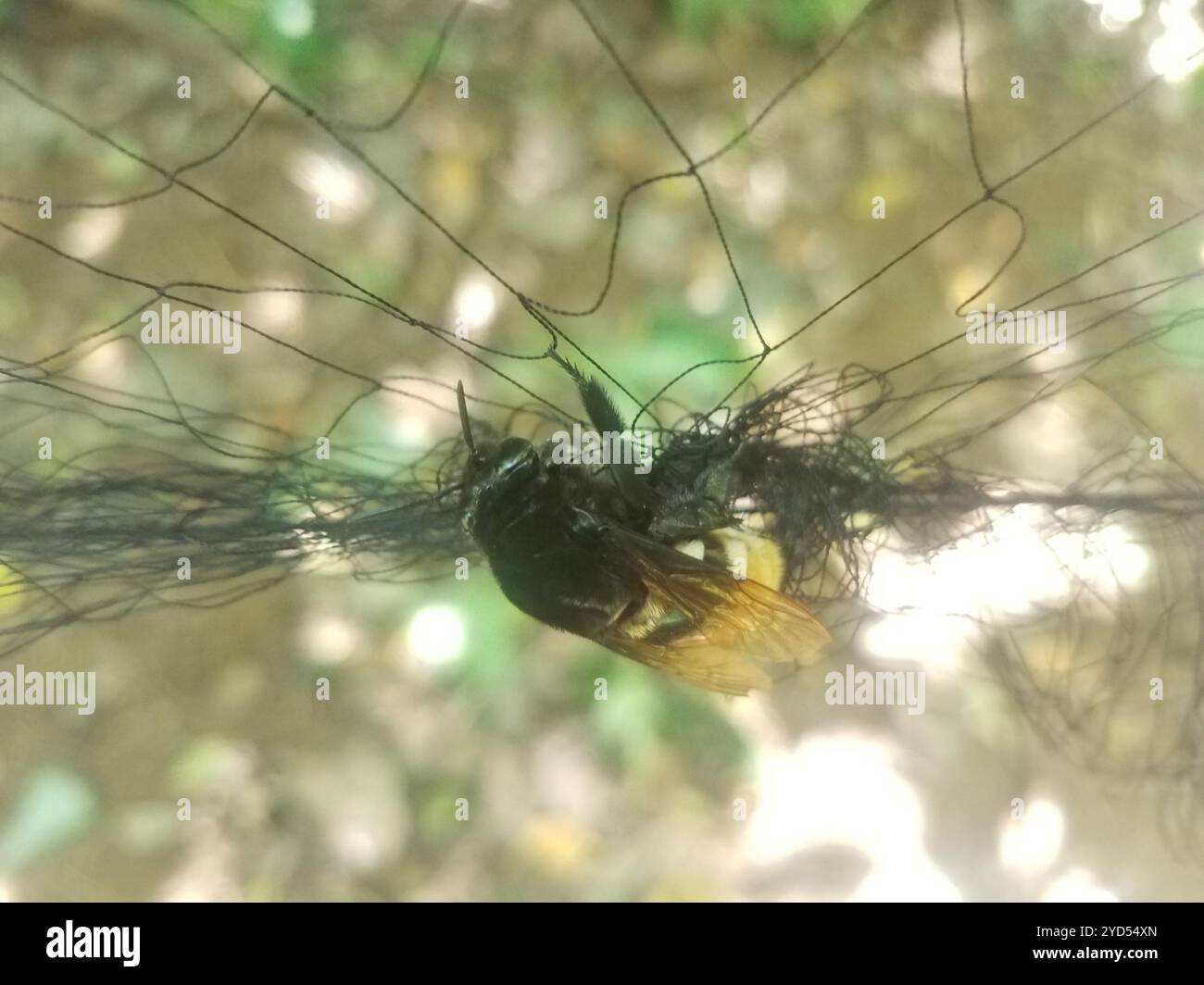 Eulaema cingulata hi-res stock photography and images - Alamy