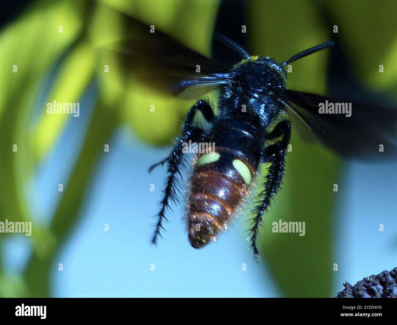 Two-spotted Scoliid Wasp (Scolia dubia dubia Stock Photo - Alamy