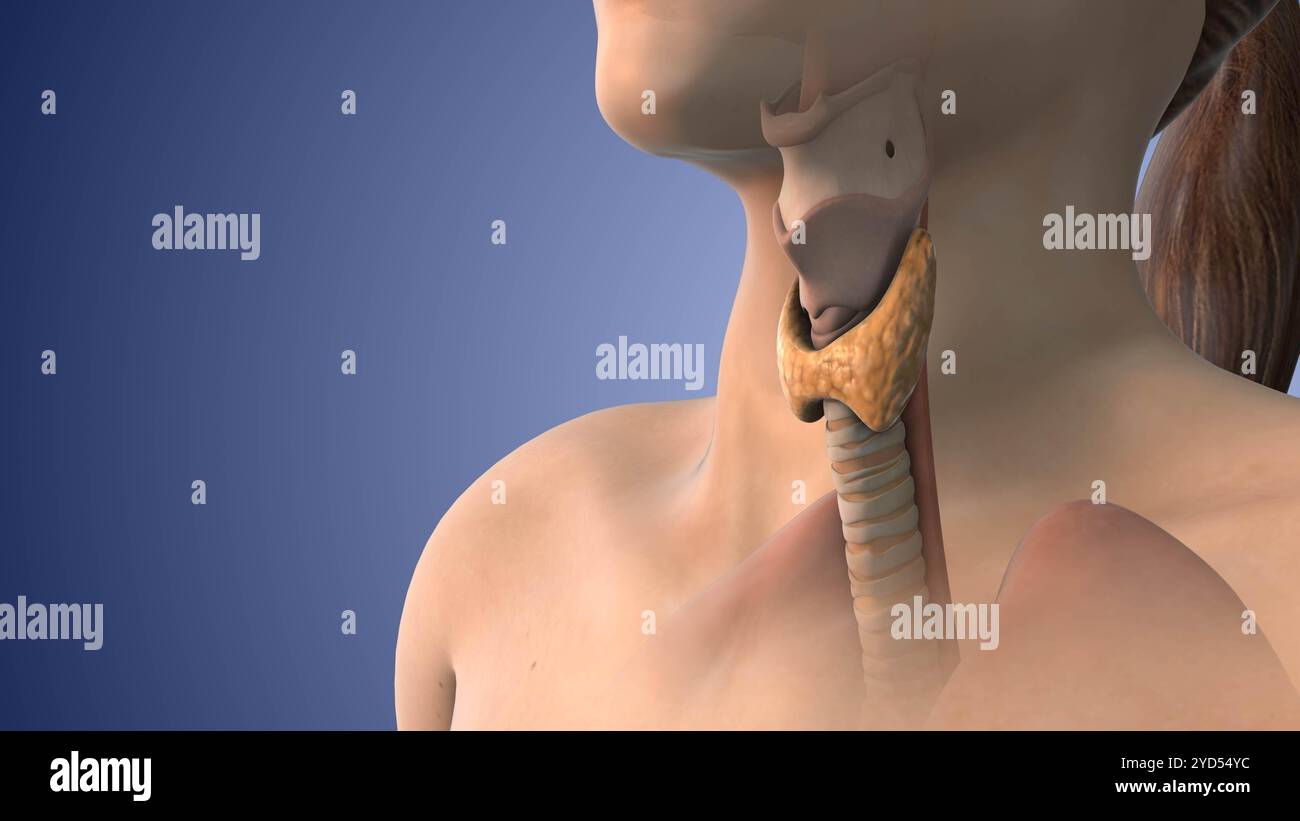 Parathyroid cancer hi-res stock photography and images - Alamy