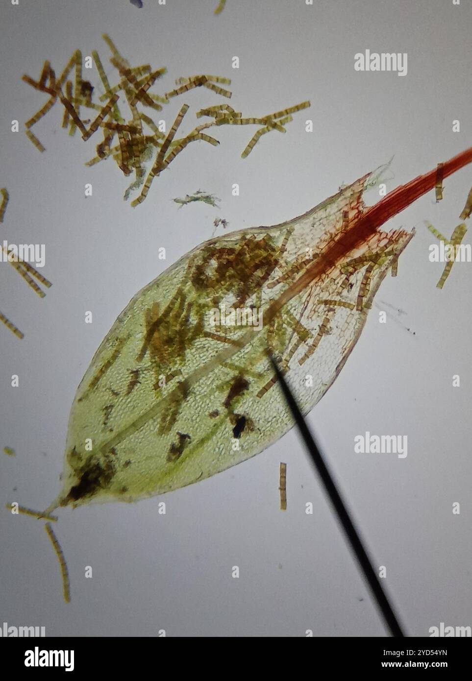Long-leaved Thread Moss (Ptychostomum pseudotriquetrum Stock Photo - Alamy