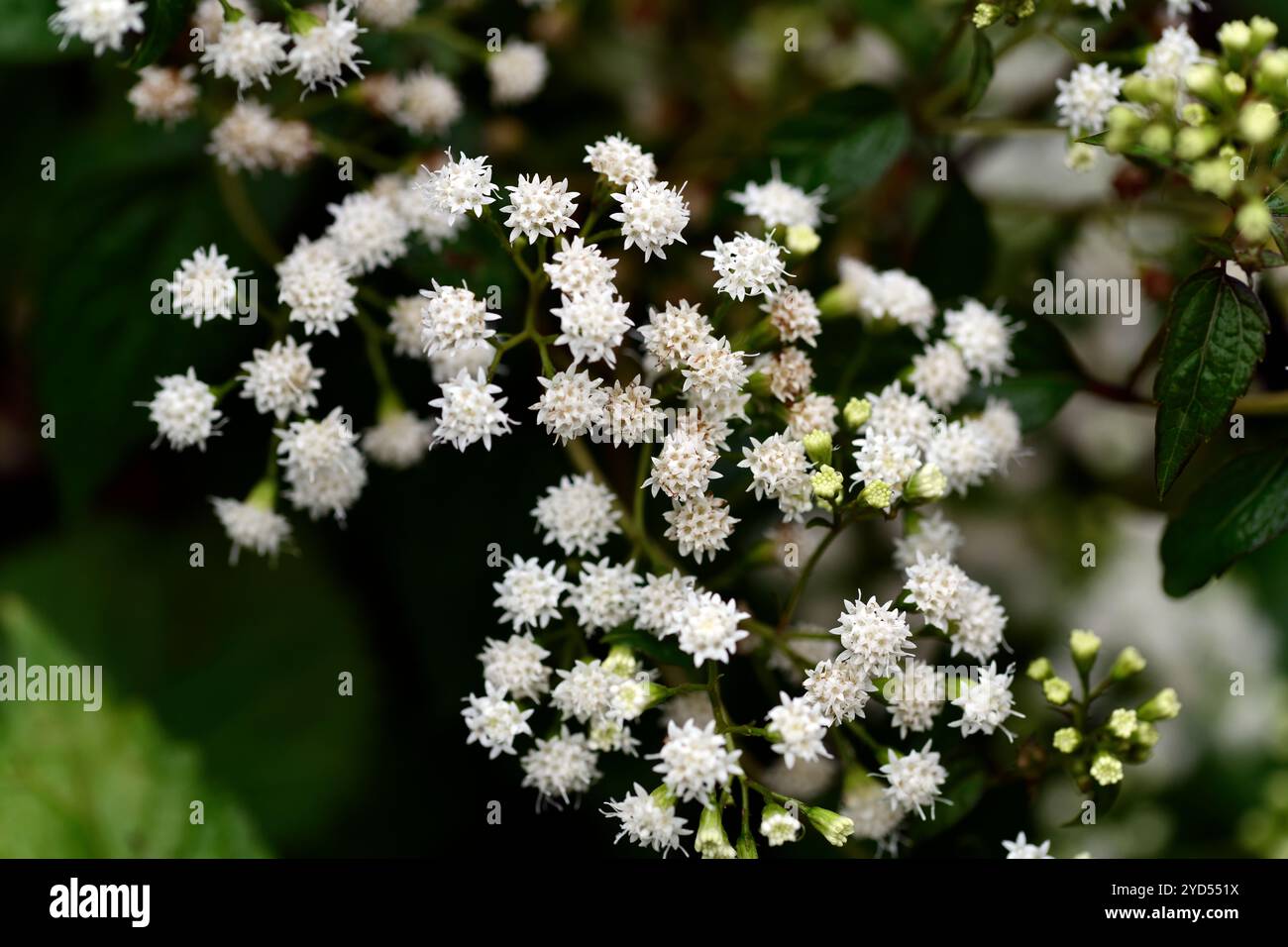 Extend flowering season hi-res stock photography and images - Alamy