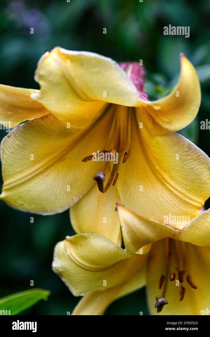 Lilium african queen lily lillies hi-res stock photography and images ...