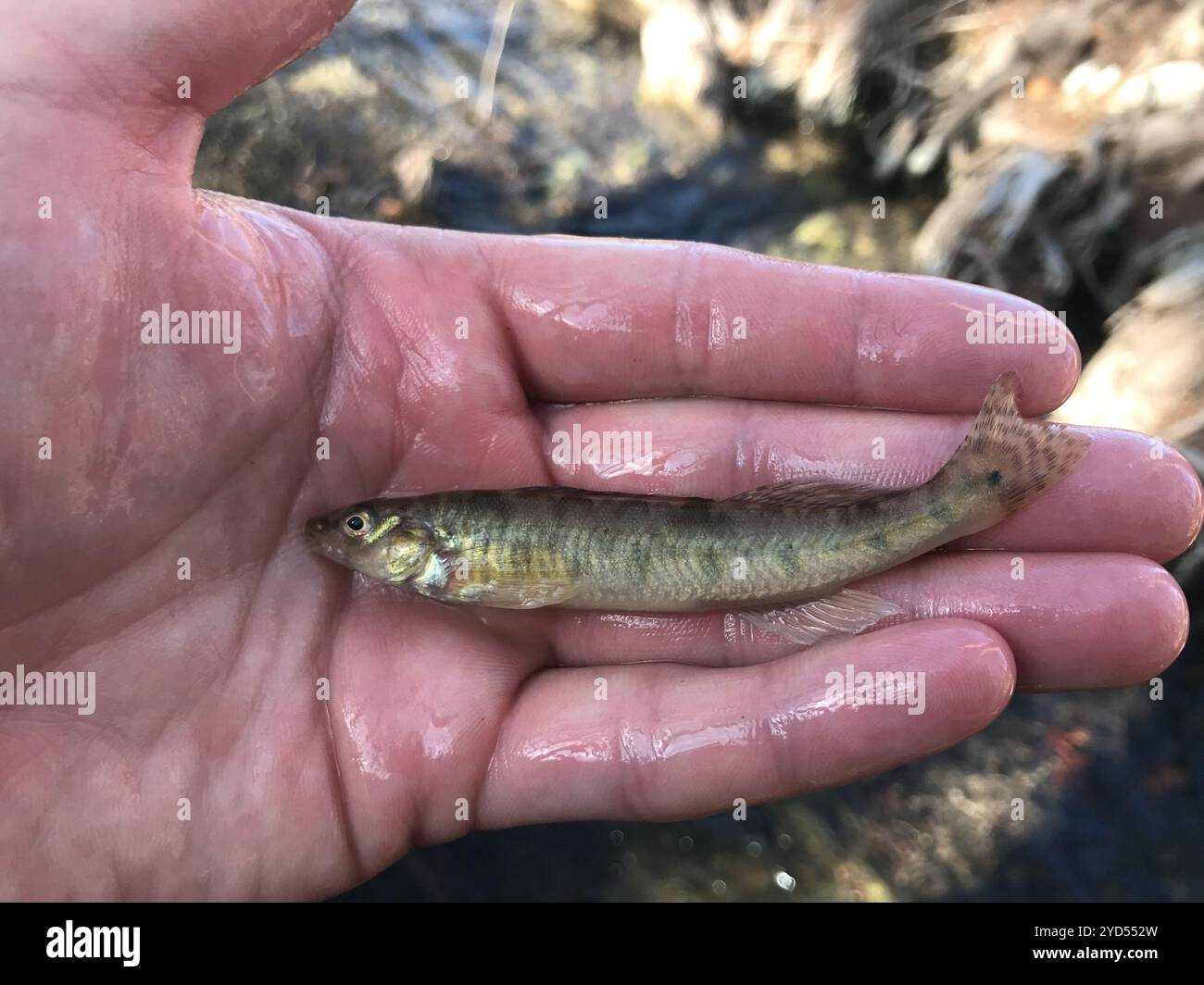 Texas Logperch (Percina carbonaria Stock Photo - Alamy