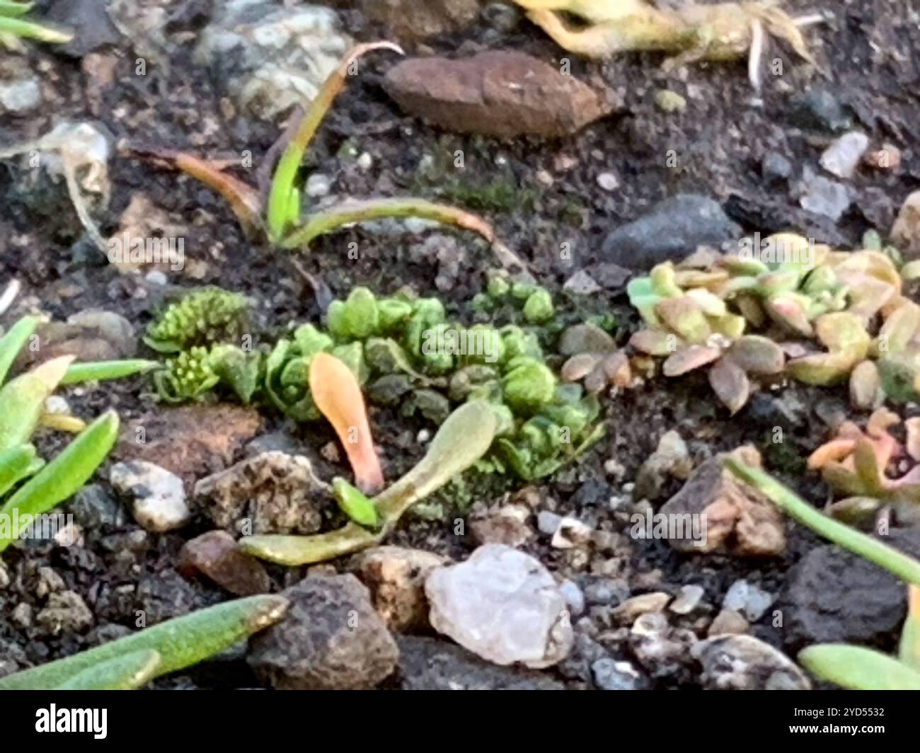 Texas Balloonwort (Sphaerocarpos texanus Stock Photo - Alamy