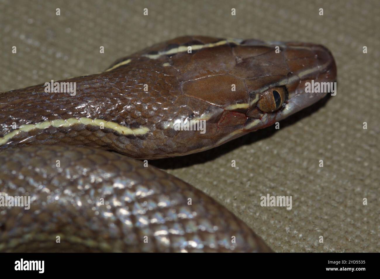 Cape House Snake (Boaedon capensis Stock Photo - Alamy