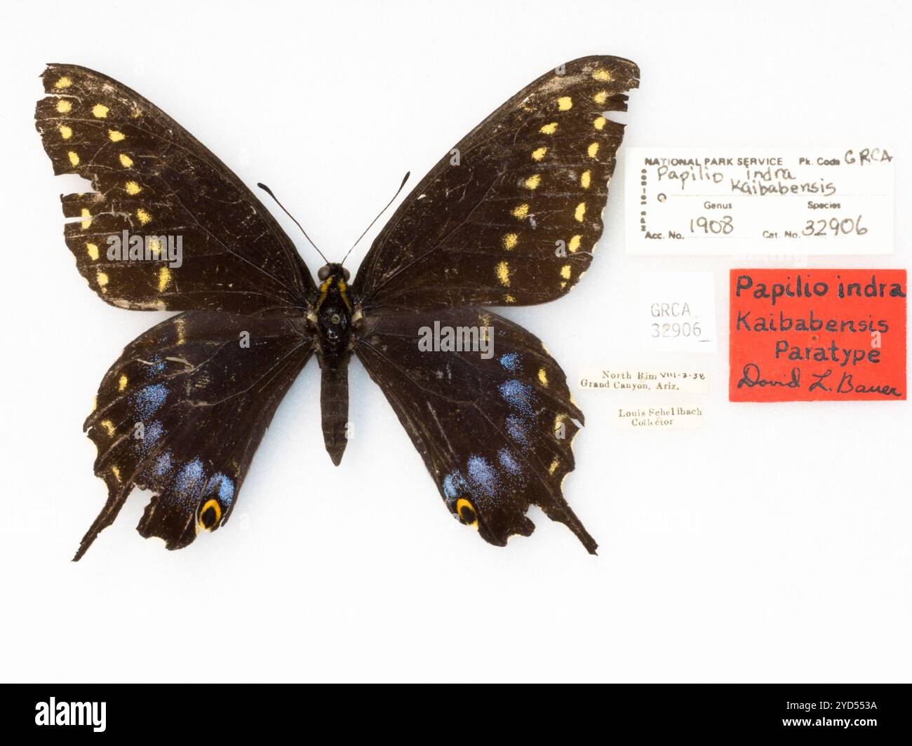 Indra Swallowtail (Papilio indra Stock Photo - Alamy