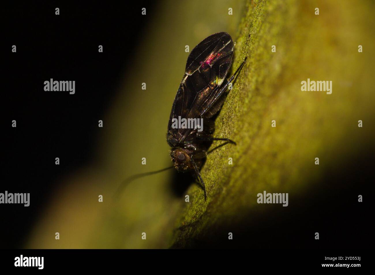 Common Barklice (Psocidae Stock Photo - Alamy