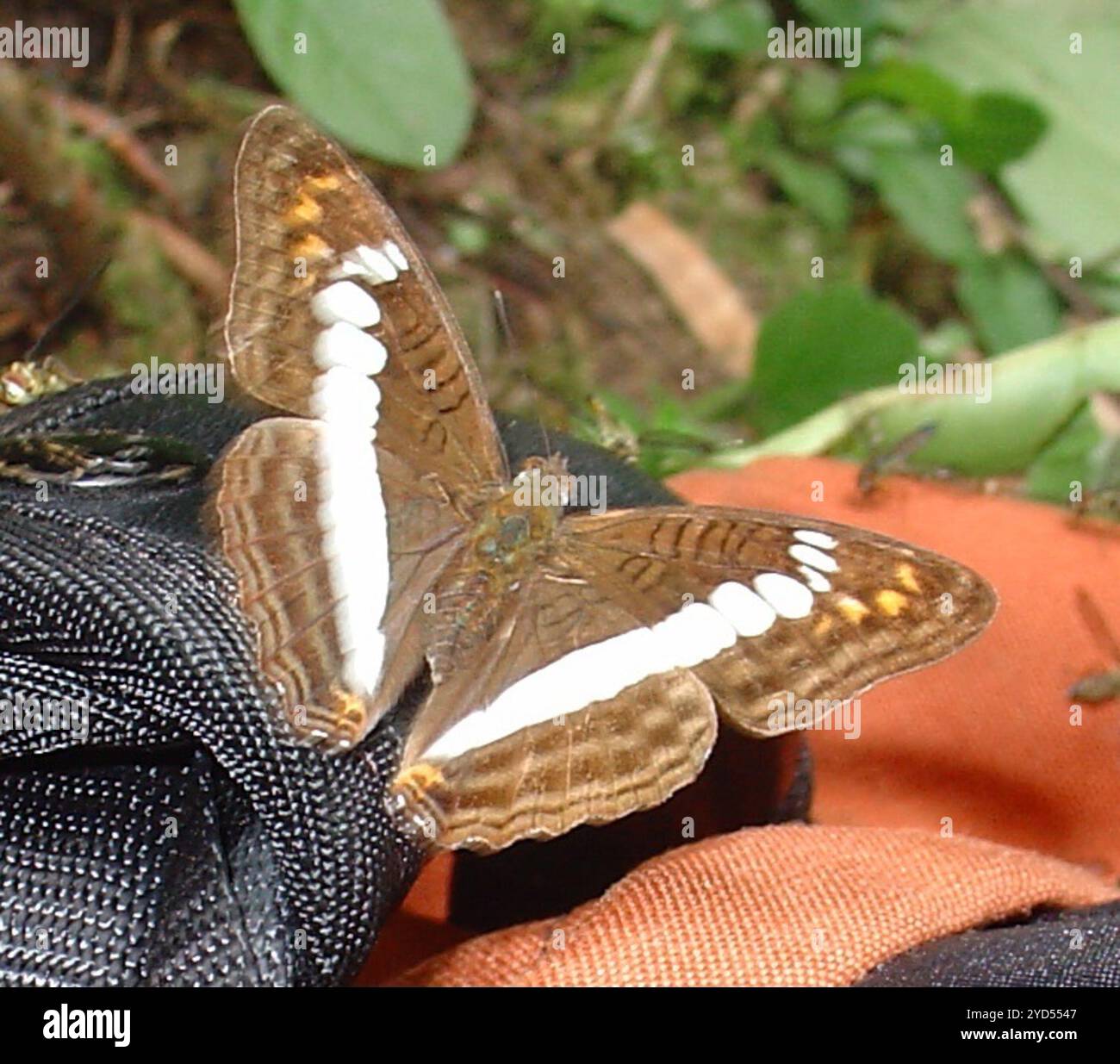 Alala hi-res stock photography and images - Alamy