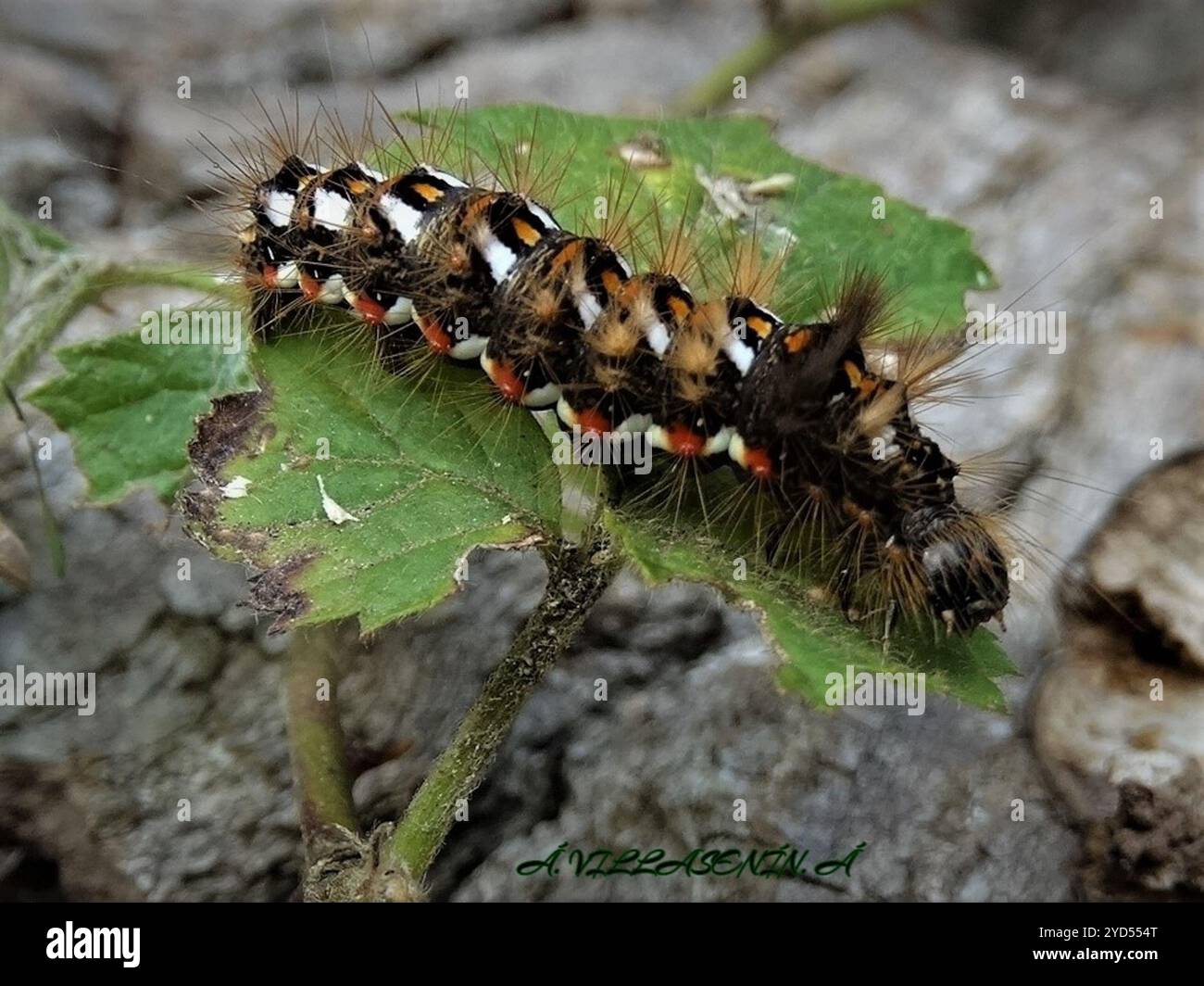 Knot Grass Moth (Acronicta rumicis Stock Photo - Alamy
