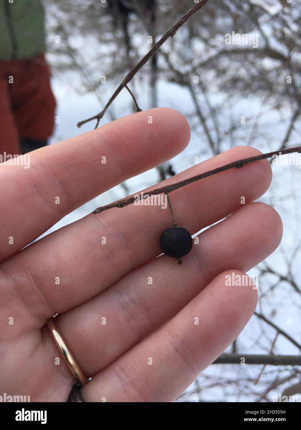 Dwarf Hackberry (Celtis tenuifolia Stock Photo - Alamy